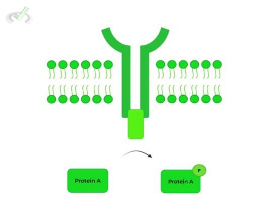 Protein Biosignaling on the MCAT – MCAT Mastery