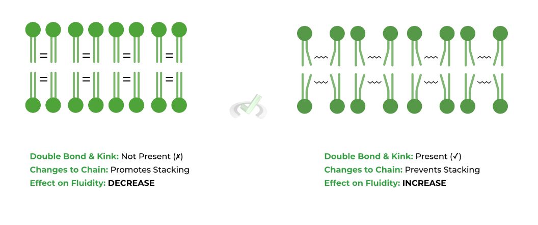 Biological Membranes: Membrane Dynamics on the MCAT – MCAT Mastery