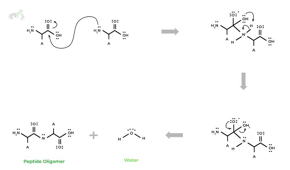Amino Acids Reaction on the MCAT – MCAT Mastery