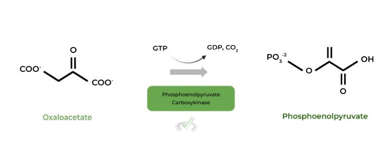 Gluconeogenesis on the MCAT – MCAT Mastery