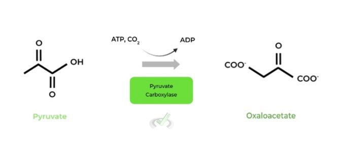 Gluconeogenesis on the MCAT – MCAT Mastery