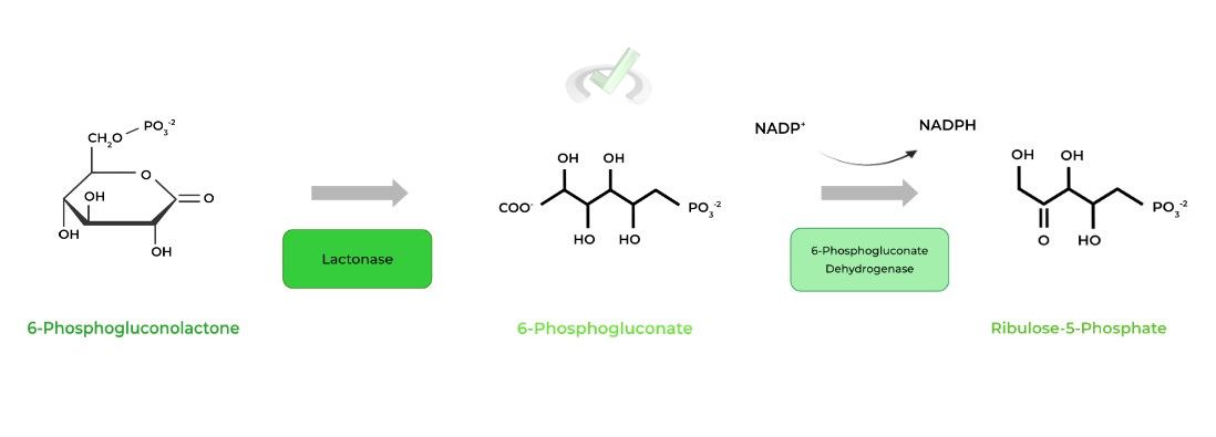 Pentose Phosphate Pathway on the MCAT – MCAT Mastery