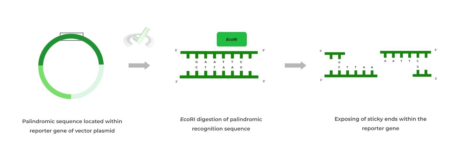 Biotechnology: Restriction Enzymes on the MCAT – MCAT Mastery