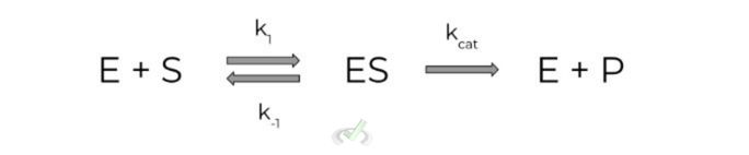 Enzyme Kinetics on the MCAT – MCAT Mastery