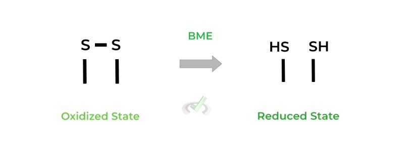 Biotechnology: Gel Electrophoresis on the MCAT – MCAT Mastery