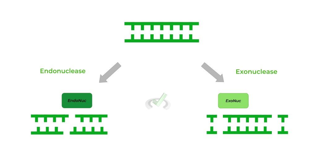 Biotechnology: Restriction Enzymes on the MCAT – MCAT Mastery