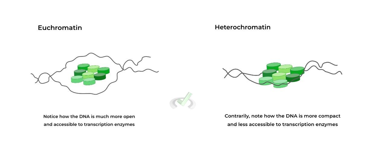 Chromosomes: Structure and Function on the MCAT – MCAT Mastery