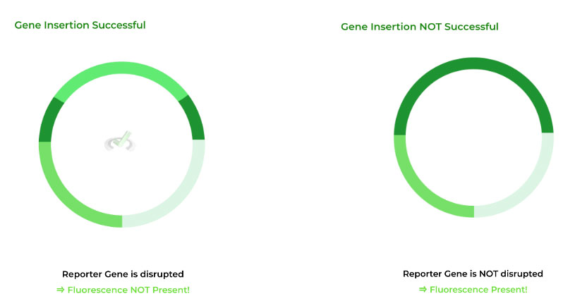 Biotechnology: Strategies for DNA Multiplication on the MCAT – MCAT Mastery