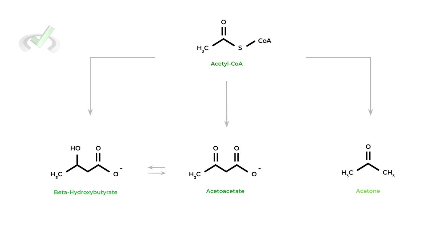 Ketone Bodies: Function and Metabolic Reactions on the MCAT – MCAT Mastery