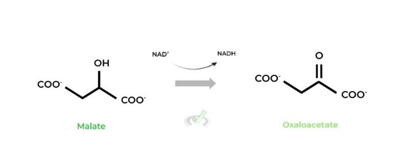 Oxidative Phosphorylation: Citric Acid Cycle on the MCAT – MCAT Mastery