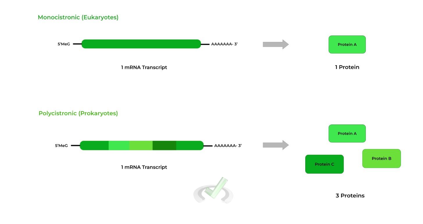 RNA Transcription: Fundamentals and Key Terms on the MCAT – MCAT Mastery