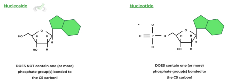 Nucleic Acids: Basics and Fundamentals on the MCAT – MCAT Mastery