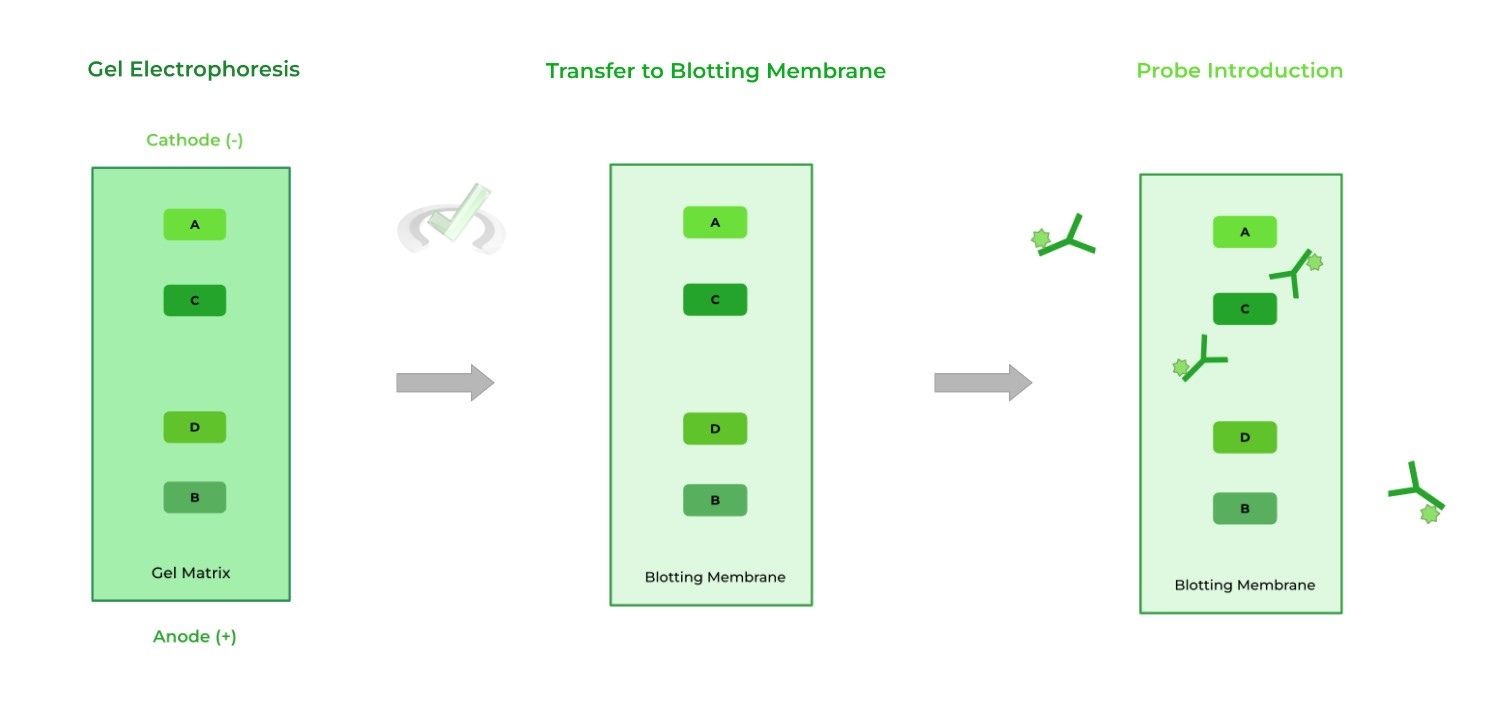 Biotechnology: Blotting on the MCAT – MCAT Mastery