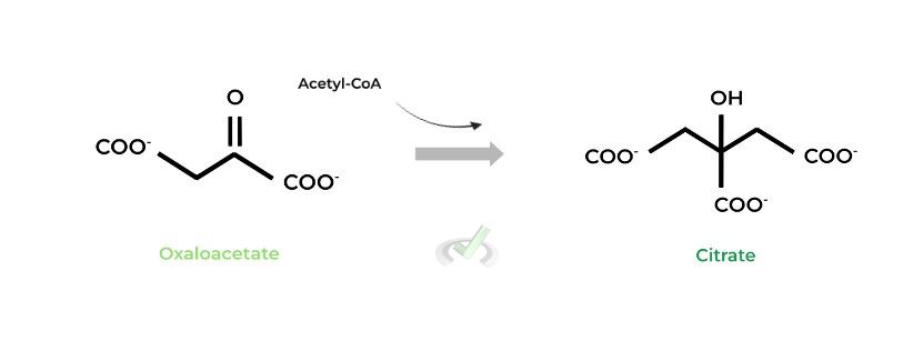 Oxidative Phosphorylation: Citric Acid Cycle on the MCAT – MCAT Mastery