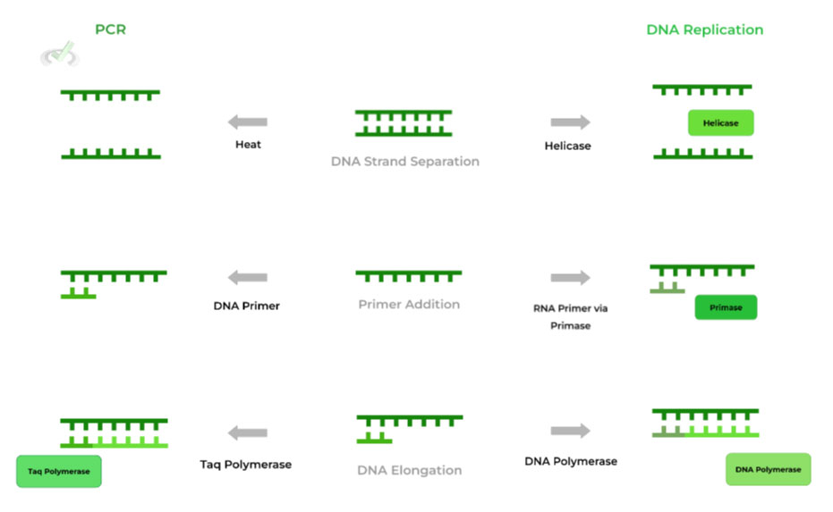 Biotechnology: Strategies for DNA Multiplication on the MCAT – MCAT Mastery