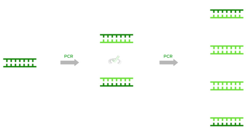 Biotechnology: Strategies for DNA Multiplication on the MCAT – MCAT Mastery