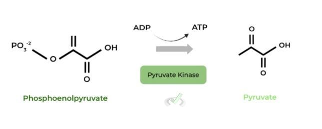 Glycolysis: Enzymes and Processes on the MCAT – MCAT Mastery