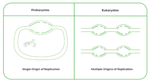 DNA Replication: Key Terms on the MCAT – MCAT Mastery