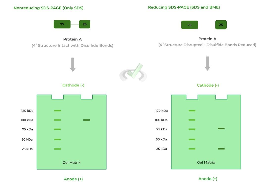 Biotechnology: Gel Electrophoresis on the MCAT – MCAT Mastery