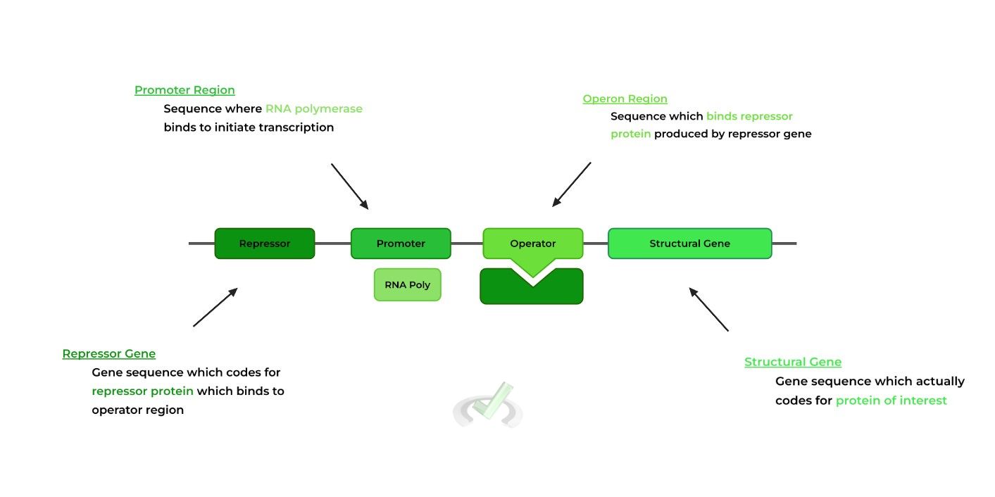 Gene Expression: Prokaryotes on the MCAT – MCAT Mastery