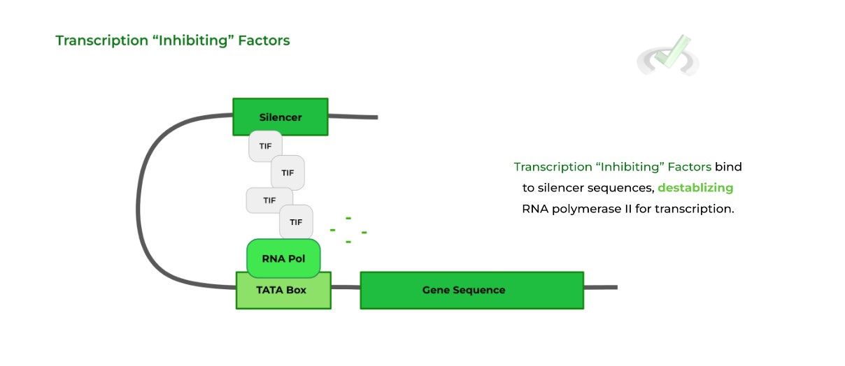 Gene Expression: Eukaryotes on the MCAT – MCAT Mastery