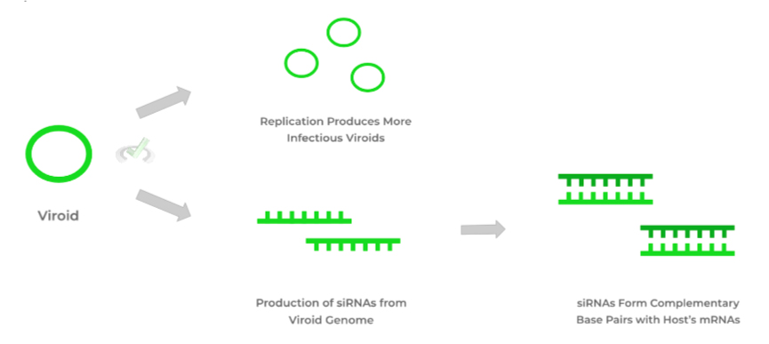 Viruses Subviral Particles Prions And Viroids On The Mcat Mcat Mastery