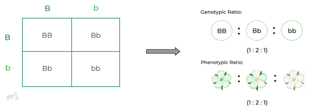 Codominant Punnett Square