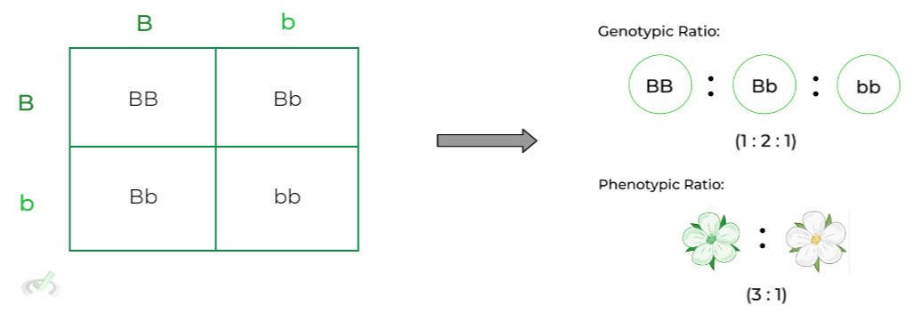 Incomplete Dominance Vs Codominance Punnett Square