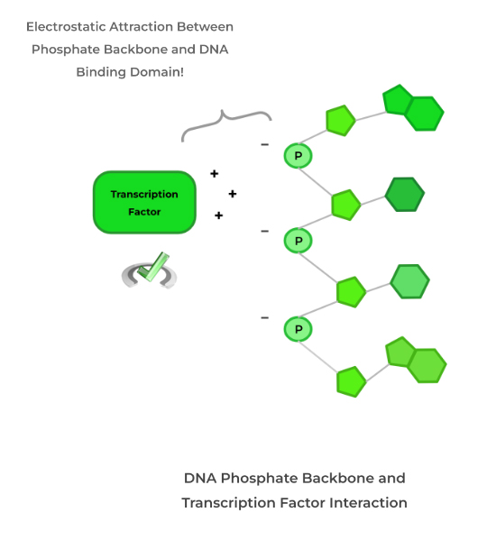Phosphorus Compounds