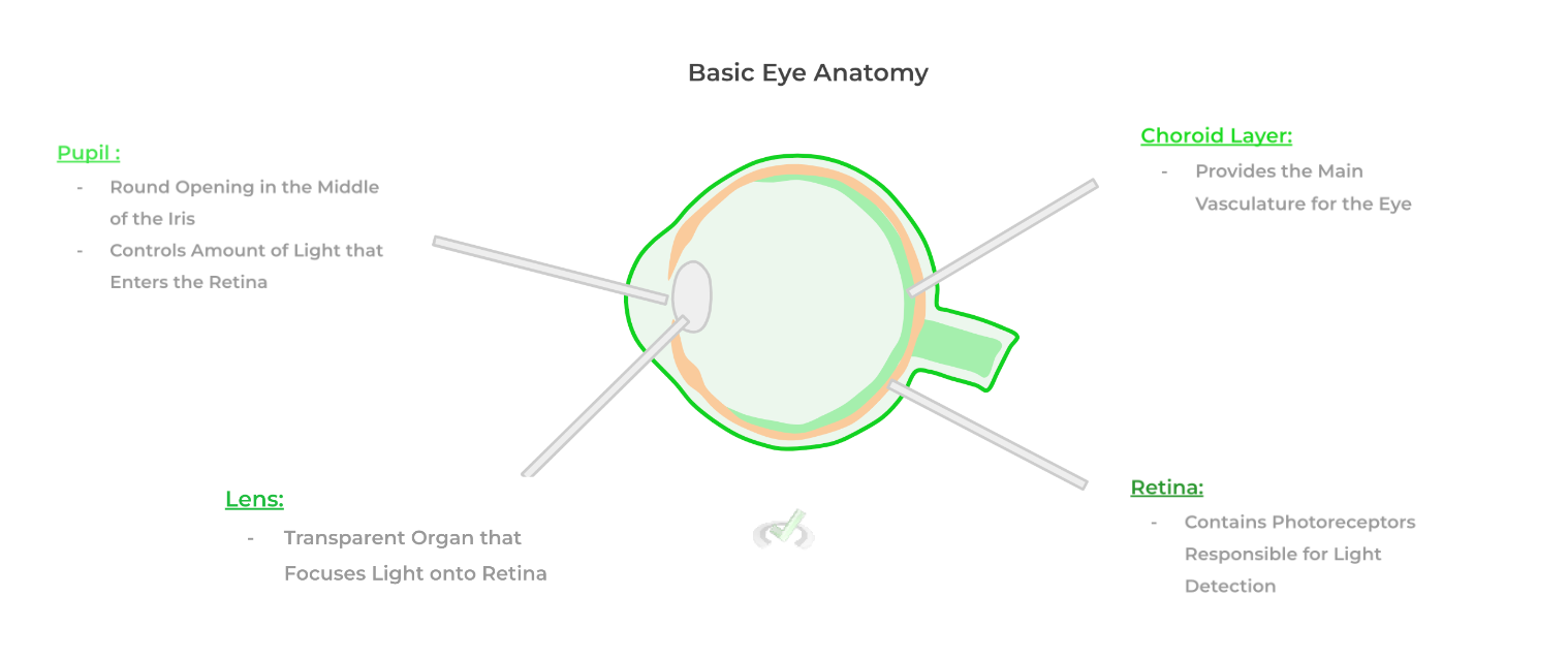 Transduction Psychology Example